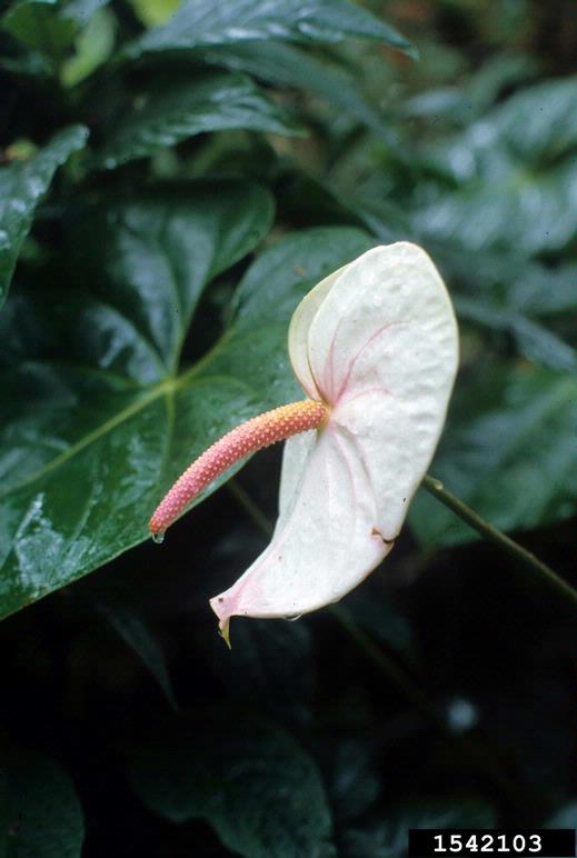 laceleaf (Genus Anthurium)
