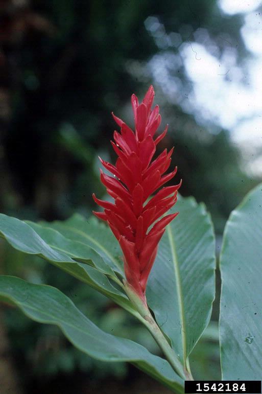red ginger (Alpinia purpurata (Vieill.) K. Schum.)