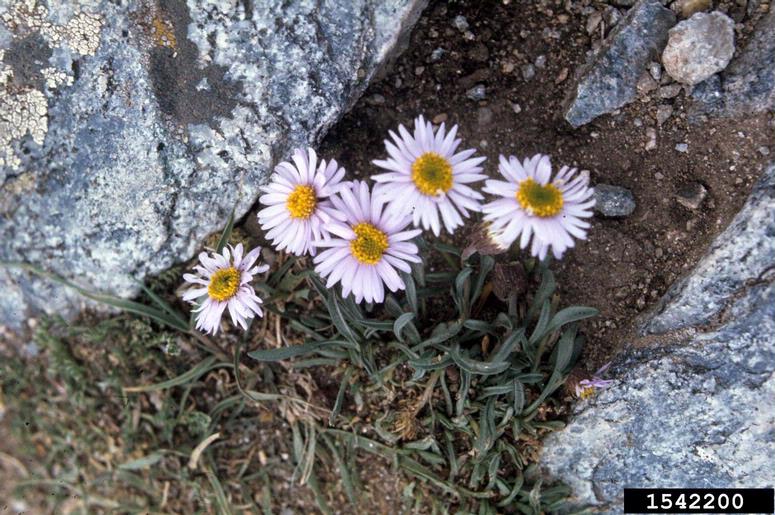 subalpine fleabane (Erigeron peregrinus (Banks ex Pursh) Greene)