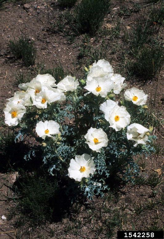 annual pricklepoppy (Argemone polyanthemos (Fedde) G.B. Ownbey)
