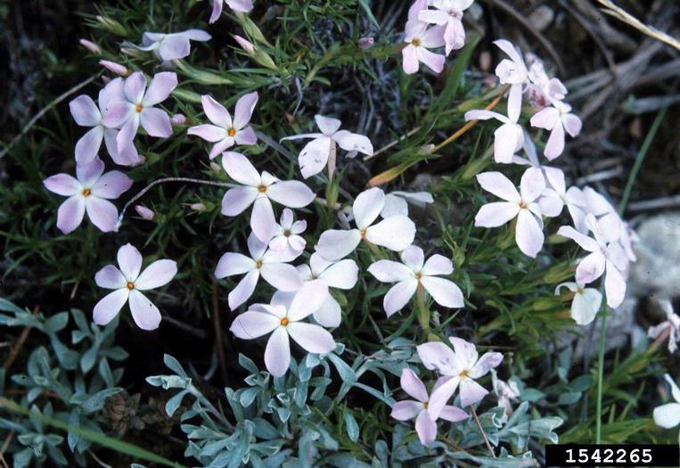 longleaf phlox (Phlox longifolia Nutt.)