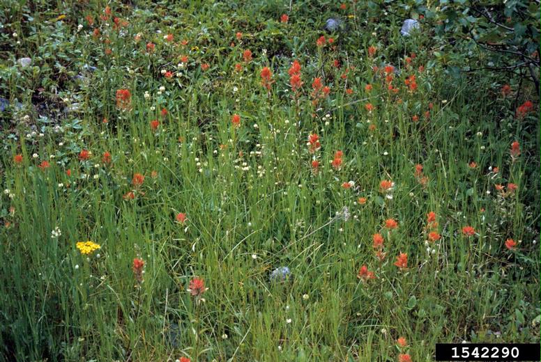 Indian paintbrush (Genus Castilleja Mutis ex L.f.)