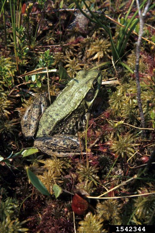 Green frog (Lithobates clamitans (Latreille in Sonnini de Manoncourt ...