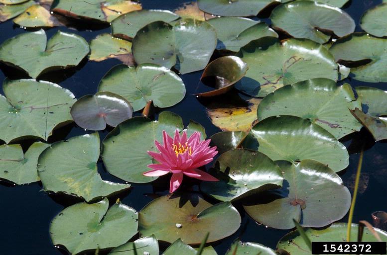 waterlilies (Genus Nymphaea L.)
