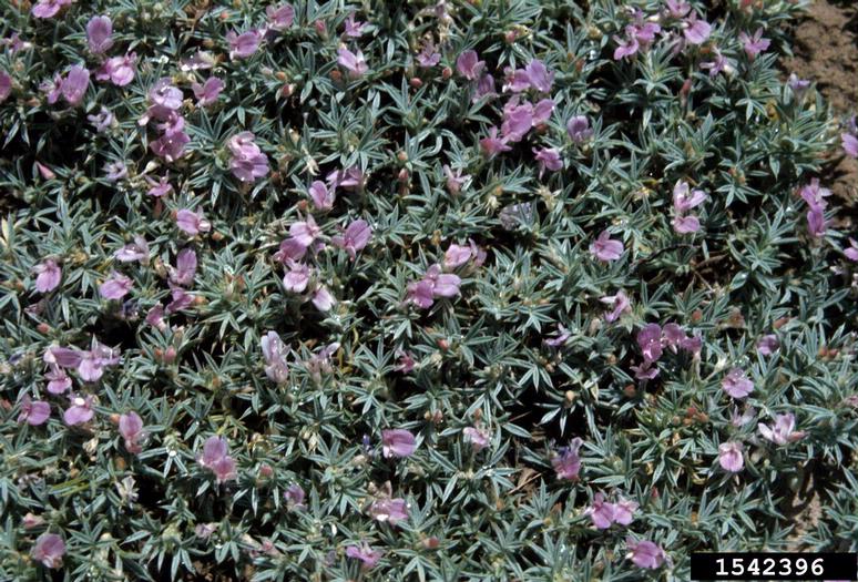 spiny milkvetch (Astragalus kentrophyta A. Gray)