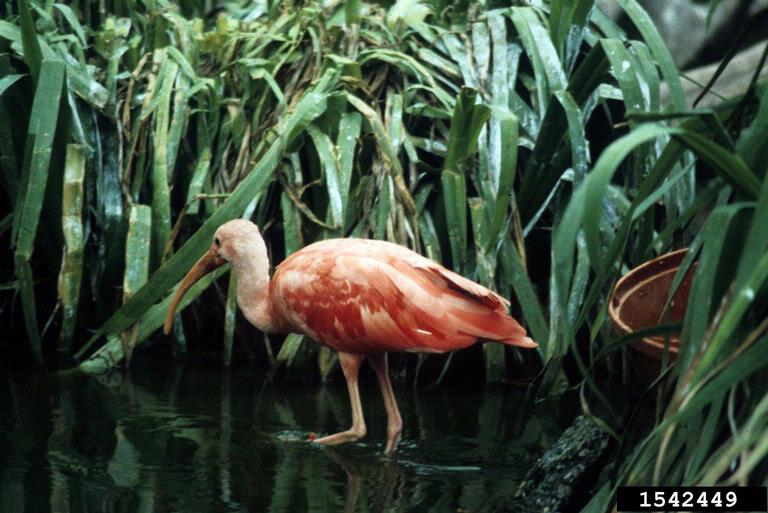 scarlet ibis (Eudocimus ruber (Linnaeus, 1758))