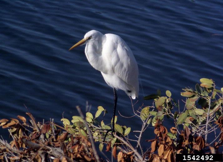 Heron, Egrets, Bitterns (Family Ardeidae Leach, 1820)