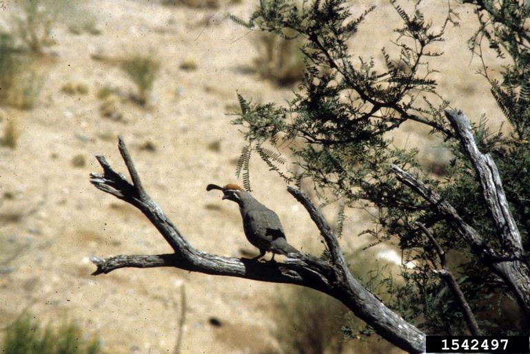 Gambel's quail (Callipepla gambelii (Gambel, 1843))