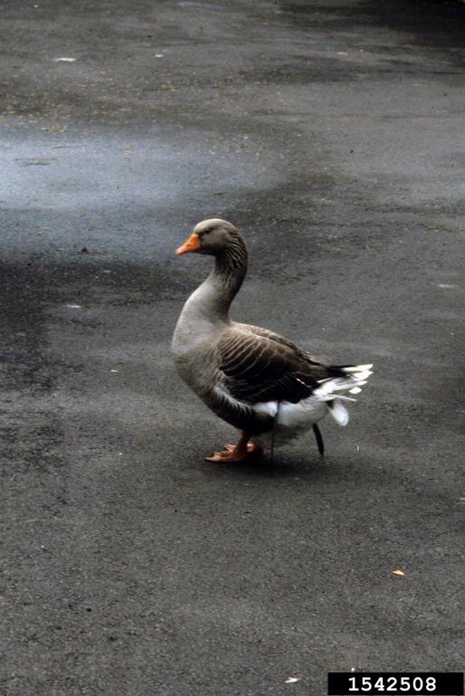 Greylag Goose (Anser anser (Linnaeus, 1758))