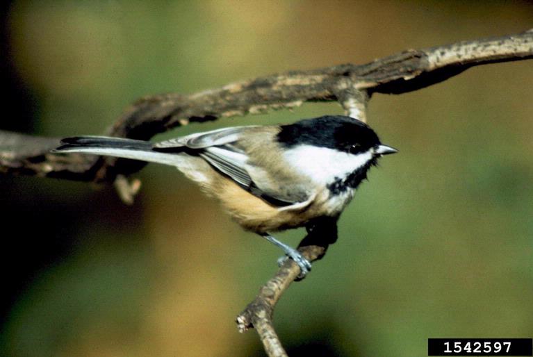 black-capped chickadee (Poecile atricapillus Linnaeus)