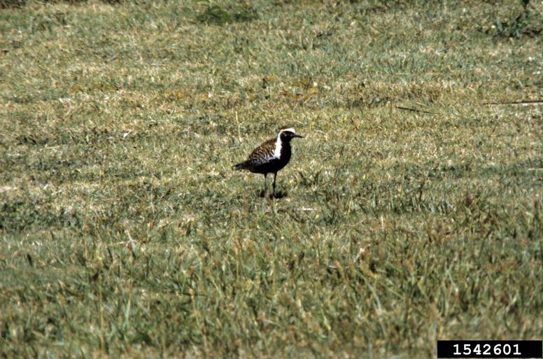 Pacific golden plover (Pluvialis fulva)