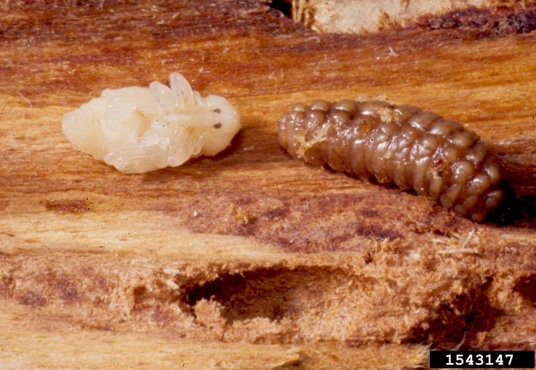 white pine weevil (Pissodes strobi)