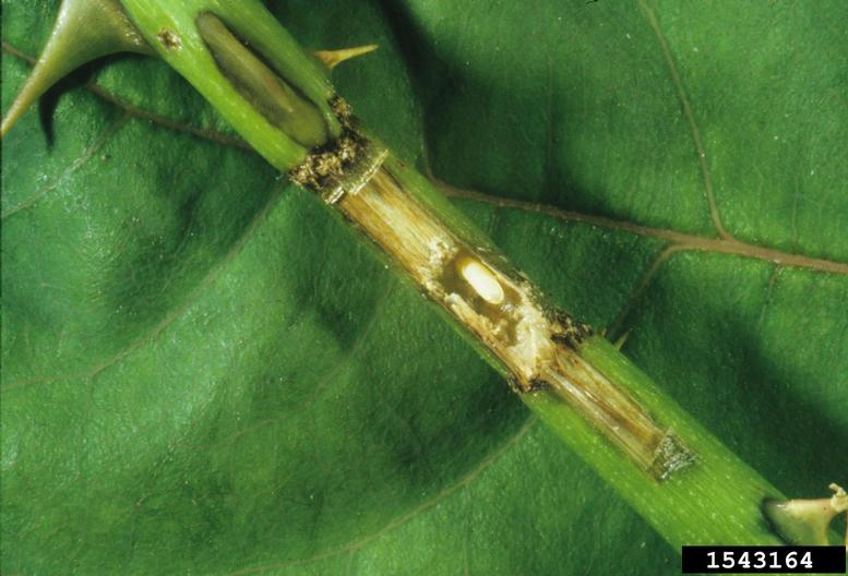raspberry cane borer (Oberea perspicillata)