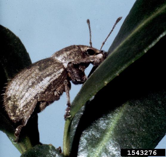 whitefringed beetles (Genus Naupactus Dejean, 1821)