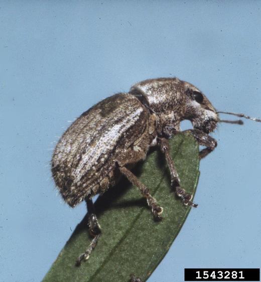 whitefringed beetles (Genus Naupactus Dejean, 1821)