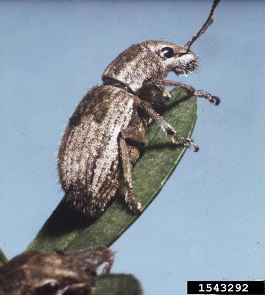 whitefringed beetles (Genus Naupactus Dejean, 1821)