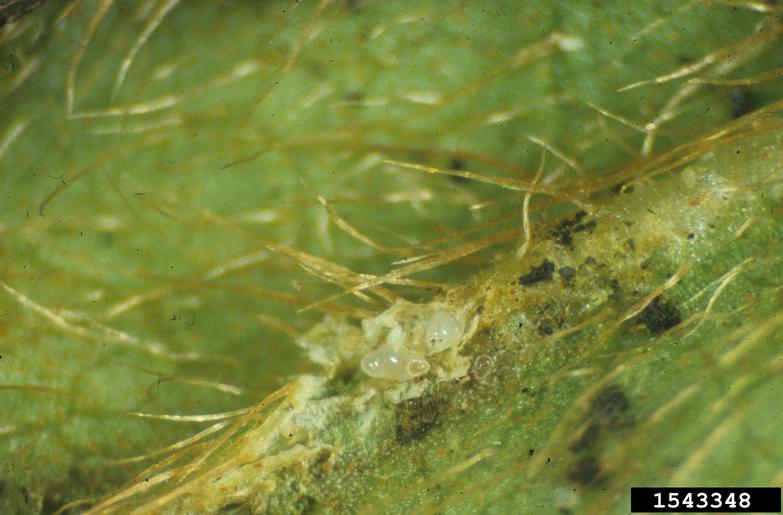 azalea lace bug (Stephanitis pyrioides (Scott))