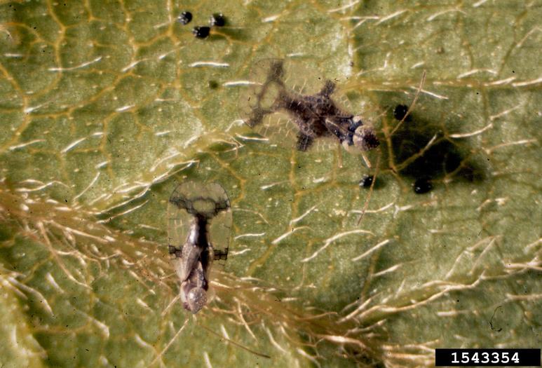 azalea lace bug (Stephanitis pyrioides (Scott))