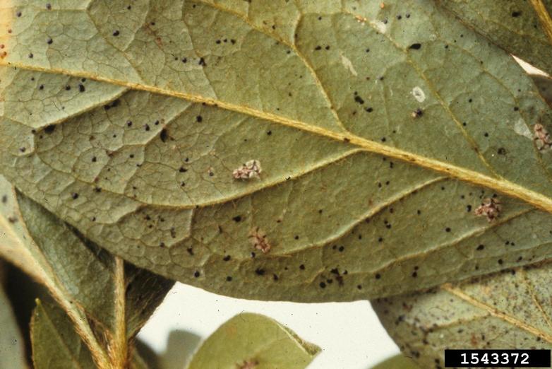 azalea lace bug, Stephanitis pyrioides (Hemiptera: Tingidae) - 1543372