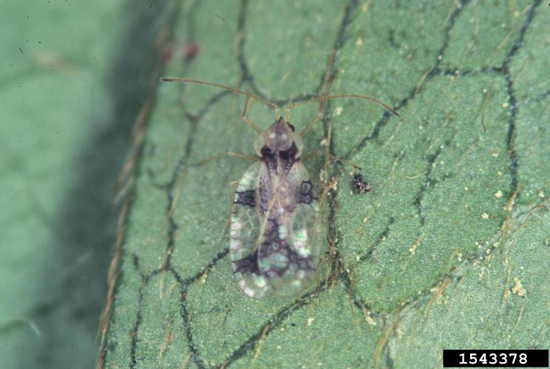 azalea lace bug (Stephanitis pyrioides (Scott))
