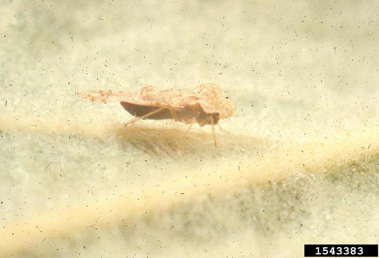 birch lace bug, Corythucha pallipes (Hemiptera: Tingidae) - 1543383