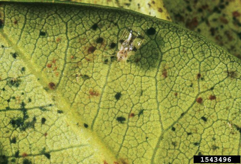 rhododendron lace bug (Stephanitis rhododendri Horvath)