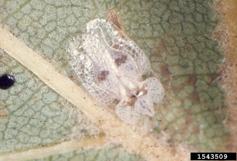 sycamore lace bug (Corythucha ciliata (Say))