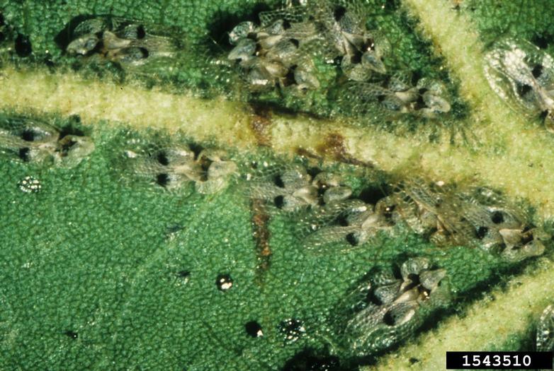 sycamore lace bug (Corythucha ciliata (Say))