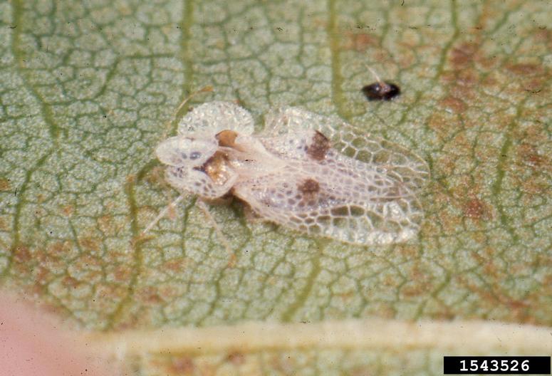 sycamore lace bug (Corythucha ciliata (Say))