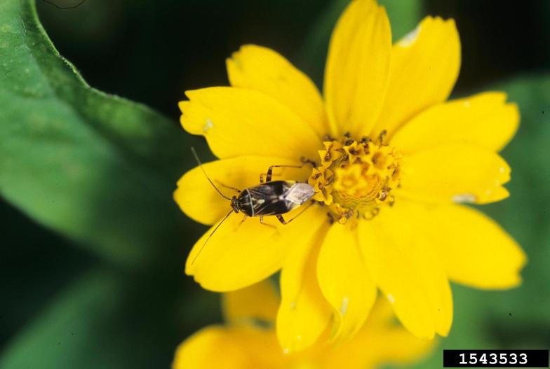 tarnished plant bug (Lygus lineolaris (Palisot))