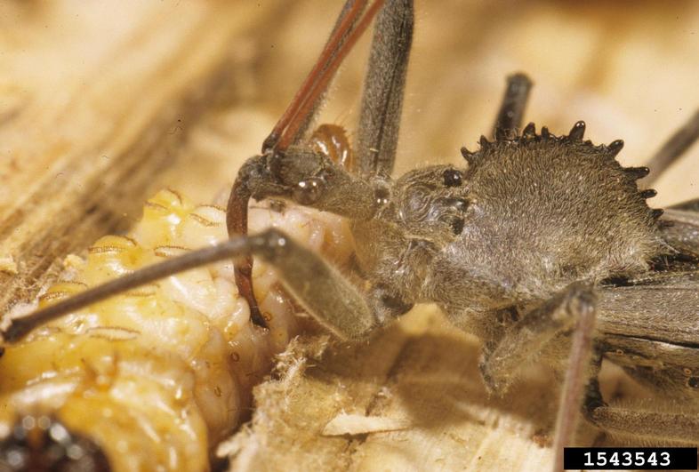 wheel bug (Arilus cristatus (Linnaeus))