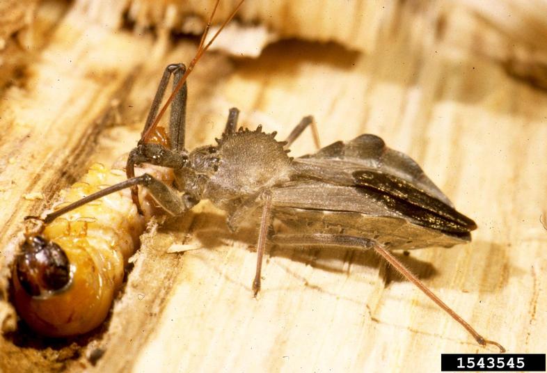 wheel bug (Arilus cristatus)