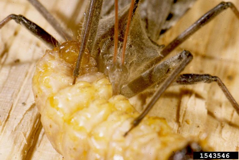 wheel bug (Arilus cristatus)