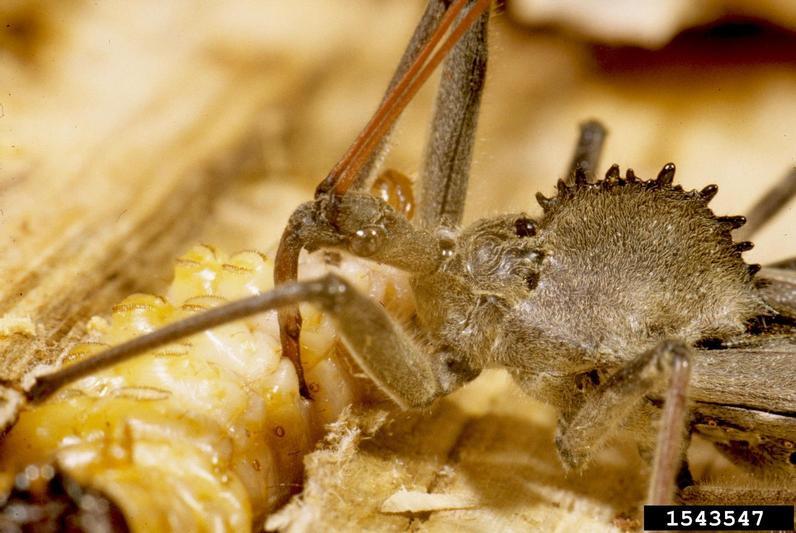wheel bug (Arilus cristatus)