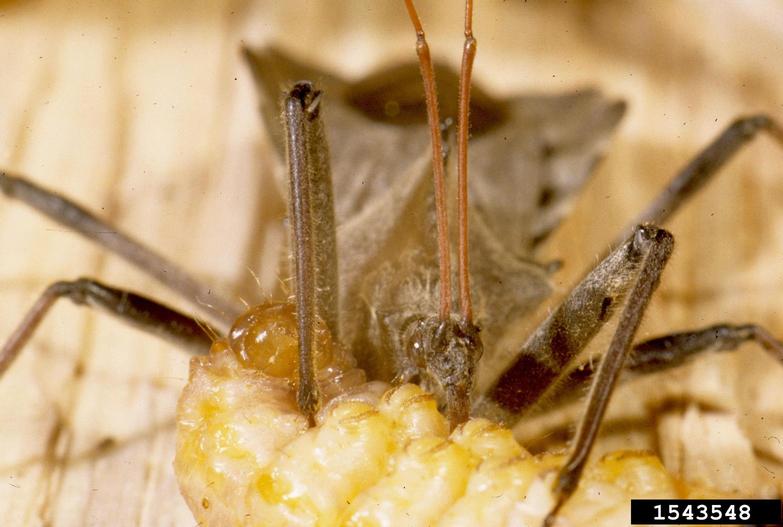 wheel bug (Arilus cristatus)