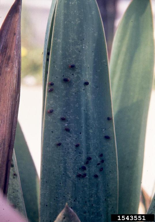 yucca plant bug (Halticotoma valida Townsend)