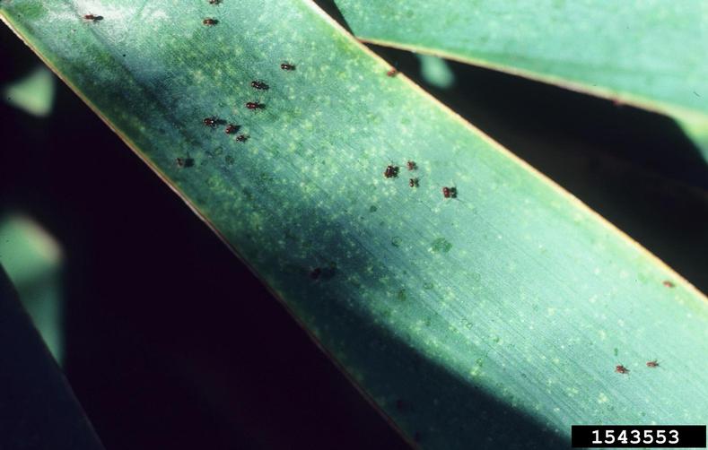 yucca plant bug (Halticotoma valida Townsend, 1892)