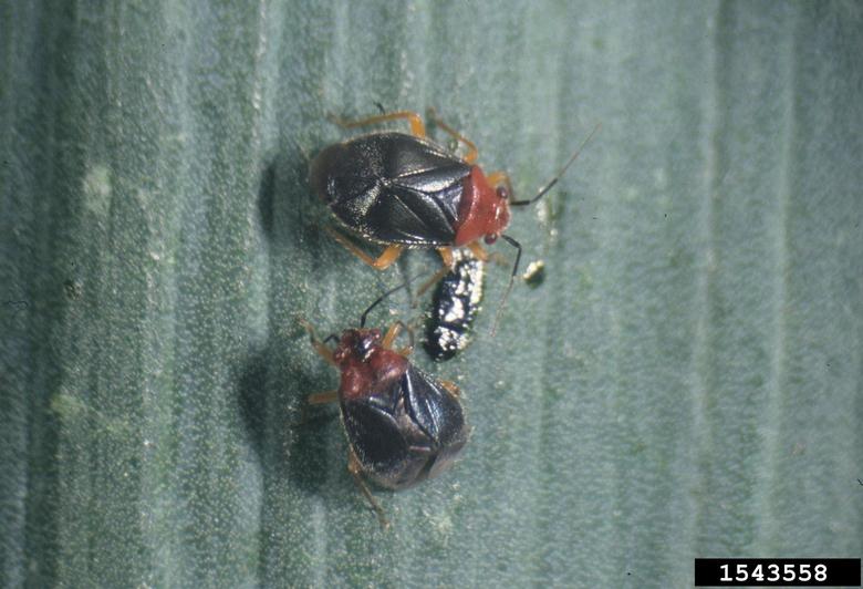 yucca plant bug (Halticotoma valida Townsend)