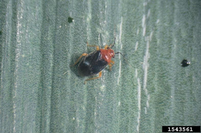 yucca plant bug (Halticotoma valida Townsend)