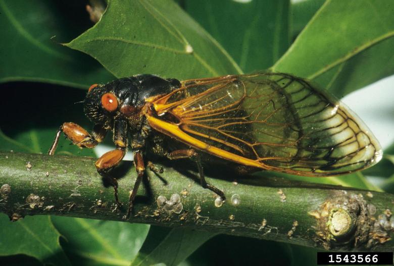 cicadas (Family Cicadidae)