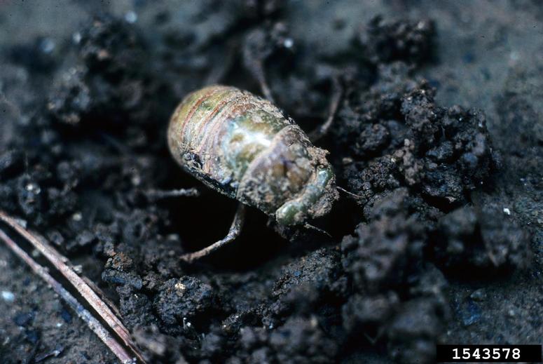 cicadas (Family Cicadidae)