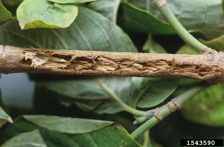 cicadas (Family Cicadidae)