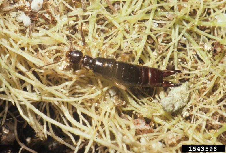 earwig (Order Dermaptera)