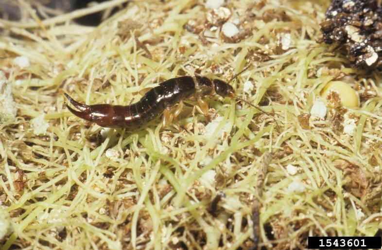 earwig (Order Dermaptera)