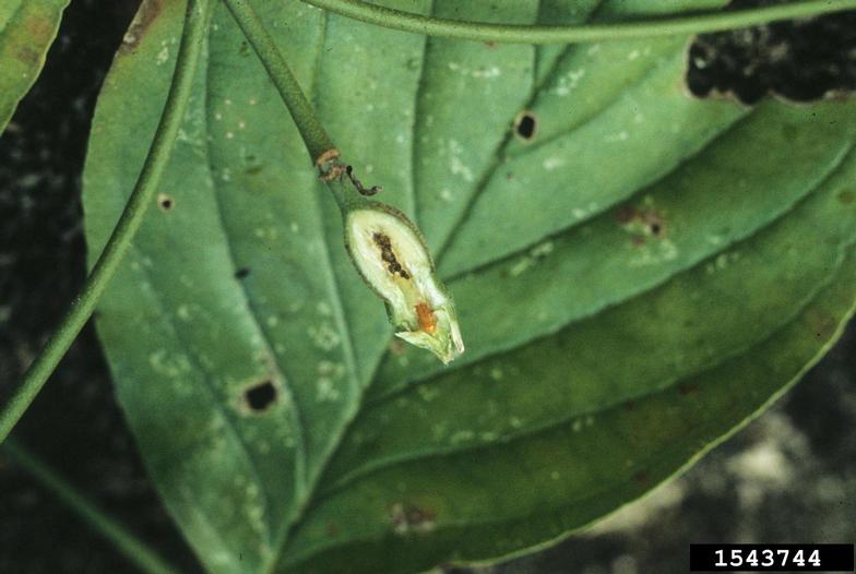 dogwood clubgall midge (Resseliella clavula ) on dogwood (Cornus spp ...