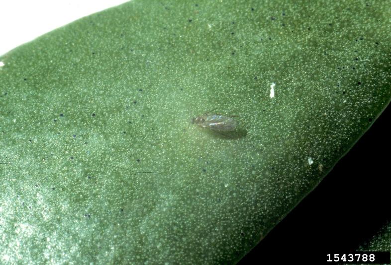 fungus gnat (Family Mycetophilidae)