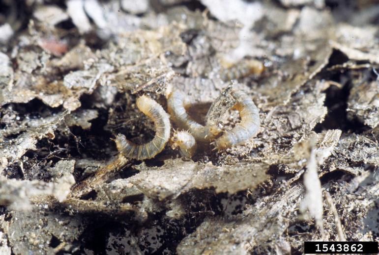 March flies (Genus Bibio Geoffroy 1762)