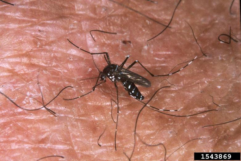 Asian tiger mosquito (Aedes albopictus (Skuse, 1895))