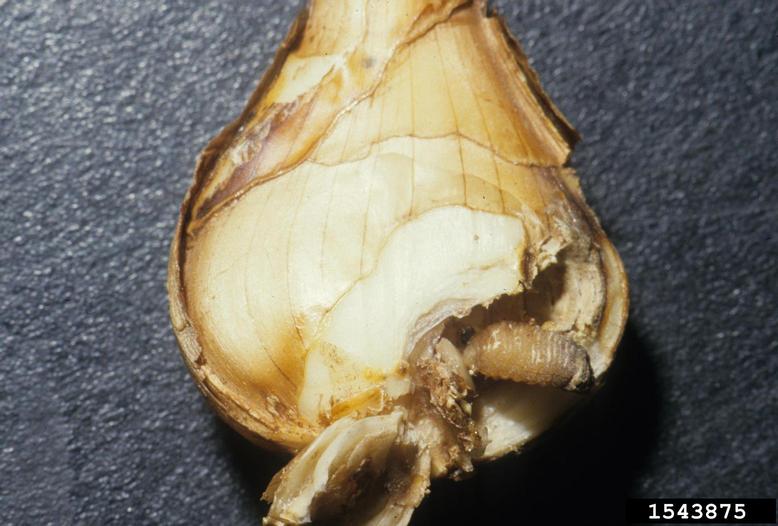 narcissus bulb fly (Merodon equestris (Fabricius, 1794))