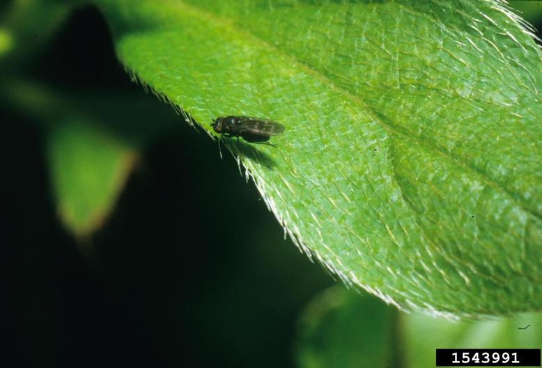 shore fly (Family Ephydridae)